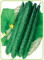 China Fengwang F1 Hybrid Cucumber Seeds High Disease Resistant Outdoor Cucumber Seeds CU08 for sale
