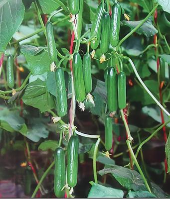China Xiuzhen F1 Hybrid Fruit Mini Cucumber Seeds For Commercial Farming CU10 for sale