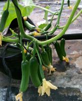 China Xiuzhen F1 Hybrid Fruit Mini Cucumber Seeds For Commercial Farming CU10 for sale