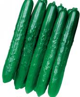 China Greenstar F1 Hybrid Bulk Long Green Cucumber Seeds Hybrid Vegetable Seeds For Planting CU11 for sale