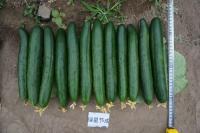 China Greenstar F1 Hybrid Bulk Long Green Cucumber Seeds Hybrid Vegetable Seeds For Planting CU11 for sale