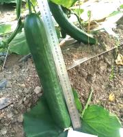 China Roba No.401 Parthenocarpy Hybrid Long Cucumber Seeds F1 High Yied CU1005 for sale