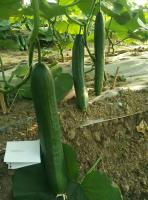 China Roba No.401 Parthenocarpy Hybrid Long Cucumber Seeds F1 High Yied CU1005 for sale