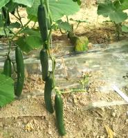 China Roba No.401 Parthenocarpy Hybrid Long Cucumber Seeds F1 High Yied CU1005 for sale