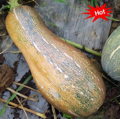 China Guanglian High Yield F1 Hybrid Very Sweet Pumpkin Seeds For Home Growers PU01 for sale