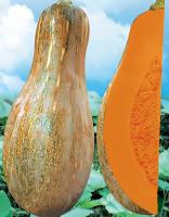 China Guanglian High Yield F1 Hybrid Very Sweet Pumpkin Seeds For Home Growers PU01 for sale