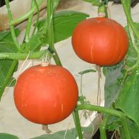 China Hongli No.2 Hybrid Orange Round Sugar Pumpkin Seeds For Planting Disease Resistant PU05 for sale