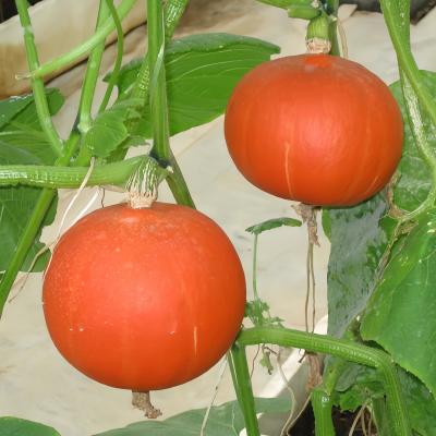 China Hongli No.2 Hybrid Orange Round Sugar Pumpkin Seeds For Planting Disease Resistant PU05 for sale