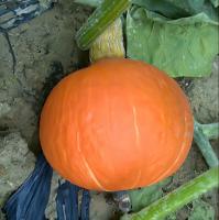 China Hongli No.2 Hybrid Orange Round Sugar Pumpkin Seeds For Planting Disease Resistant PU05 for sale