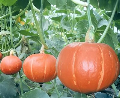 China Hongli Hybrid Round Orange Pumpkin Seeds , Bulk Pumpkin Seeds For Planting PU06 for sale