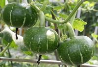 China Jinli No.2 Early Maturity High Sugar Hybrid Green Pumpkin Seeds PU07 for sale