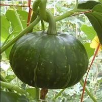 China Jinli No.2 Early Maturity High Sugar Hybrid Green Pumpkin Seeds PU07 for sale