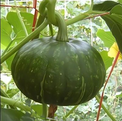China Jinli No.2 Early Maturity High Sugar Hybrid Green Pumpkin Seeds PU07 for sale