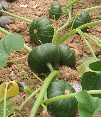 China Beili Early Maturity High Yield Pumpkin Vegetable Seeds With Excellent Branching PU10 for sale