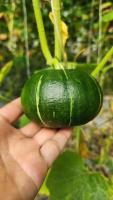 China Beili Early Maturity High Yield Pumpkin Vegetable Seeds With Excellent Branching PU10 for sale