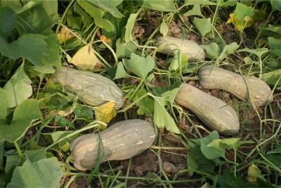 China Hobao Big Size F1 Hybrid Sweet Pumpkin Seeds High Yield PU14 for sale