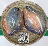 China Xiangyu Bulk Hybrid Sweet Pumpkin Seeds Hybrid Vegetable Seeds PU15 for sale