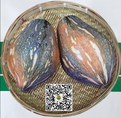 China Xiangyu Bulk Hybrid Sweet Pumpkin Seeds Hybrid Vegetable Seeds PU15 for sale