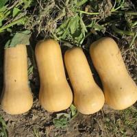 China Huangguan Mid Maturity F1 Hybrid Pumpkin Seeds Long Pumpkin Seeds For Farmers PU17 for sale