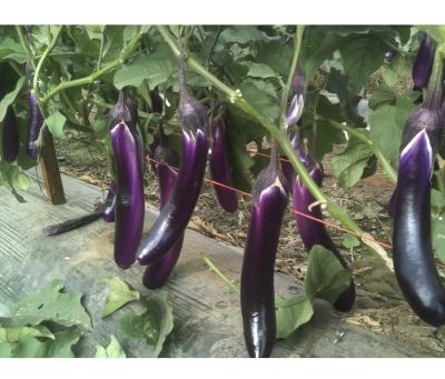 China Angel Purple High Yield F1 Hybrid Long Eggplant Seeds For Agriculture E01 for sale