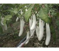 China Guanglian F1 Hybrid White Eggplant Seeds , High Yield Eggplant Vegetable Seeds E04 for sale