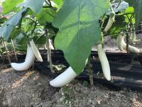China Guanglian F1 Hybrid White Eggplant Seeds , High Yield Eggplant Vegetable Seeds E04 for sale