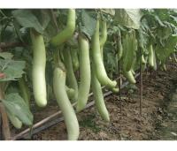 China Guanglian Fast Grow F1 Hybrid Green Eggplant Seeds , Long Eggplant Seeds For Growing E05 for sale