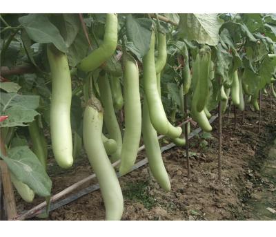 China Guanglian Fast Grow F1 Hybrid Green Eggplant Seeds , Long Eggplant Seeds For Growing E05 for sale