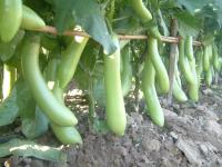 China Guanglian Fast Grow F1 Hybrid Green Eggplant Seeds , Long Eggplant Seeds For Growing E05 for sale