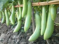 China Guanglian Fast Grow F1 Hybrid Green Eggplant Seeds , Long Eggplant Seeds For Growing E05 for sale
