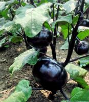 China Shengyuan No.1 Black Round Eggplant Seeds , F1 Hybrid Eggplant Seeds For Planting E07 for sale