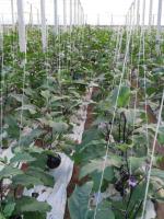 China Shengyuan No.1 Black Round Eggplant Seeds , F1 Hybrid Eggplant Seeds For Planting E07 for sale