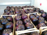 China Shengyuan No.1 Black Round Eggplant Seeds , F1 Hybrid Eggplant Seeds For Planting E07 for sale