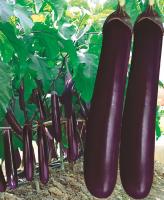 China Marshal Mid Early Maturity Purple Eggplant Seeds , F1 Hybrid Eggplant Seeds E10 for sale