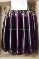 China Marshal Mid Early Maturity Purple Eggplant Seeds , F1 Hybrid Eggplant Seeds E10 for sale