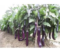 China Nongfu Disease Resistant Chinese Eggplant Seeds Brinjaul Seeds E15 for sale
