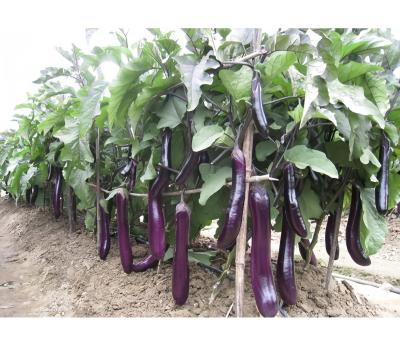 China Nongfu Disease Resistant Chinese Eggplant Seeds Brinjaul Seeds E15 for sale