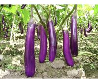 China Shengfeng No.3 Bulk Hybrid Purple Eggplant Seeds Hybrid Vegetable Seeds E17 for sale