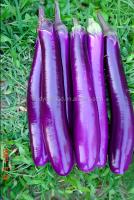 China Shengfeng No.3 Bulk Hybrid Purple Eggplant Seeds Hybrid Vegetable Seeds E17 for sale