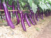 China Shengfeng No.3 Bulk Hybrid Purple Eggplant Seeds Hybrid Vegetable Seeds E17 for sale
