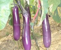 China Shengfeng No.3 Bulk Hybrid Purple Eggplant Seeds Hybrid Vegetable Seeds E17 for sale