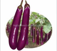 China Changfeng No.2 Hybrid Long Purple Eggplant Seeds For Planting E18 for sale