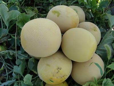 China Ruizaofeng Round Melon Seeds Hybrid Melon Seeds High Yield SM01 for sale