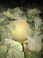 China Ruizaofeng Round Melon Seeds Hybrid Melon Seeds High Yield SM01 for sale