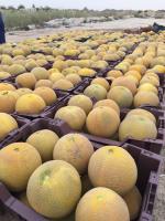 China Ruizaofeng Round Melon Seeds Hybrid Melon Seeds High Yield SM01 for sale