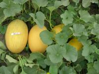 China Padihu Very Sweet Yellow F1 Hybrid Hami Melon Seeds For Planting SM03 for sale