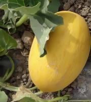 China Padihu Very Sweet Yellow F1 Hybrid Hami Melon Seeds For Planting SM03 for sale