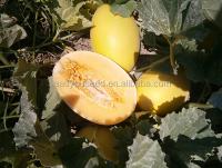 China Padihu Very Sweet Yellow F1 Hybrid Hami Melon Seeds For Planting SM03 for sale