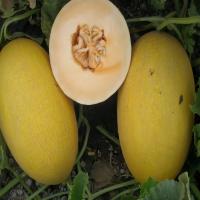 China Jinrui Small Size Golden Hami Melon Seeds , High Sugar Melon Fruit Seeds SM05 for sale