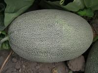 China Ruili Bulk F1 Hybrid Green Hami Melon Seeds Musk Melon Seeds SM07 for sale